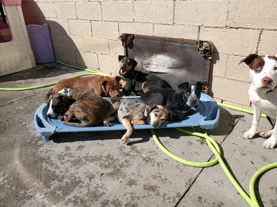 Thank you - A Good Dog Rescue